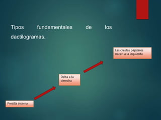 D-Presentacion1.pptx