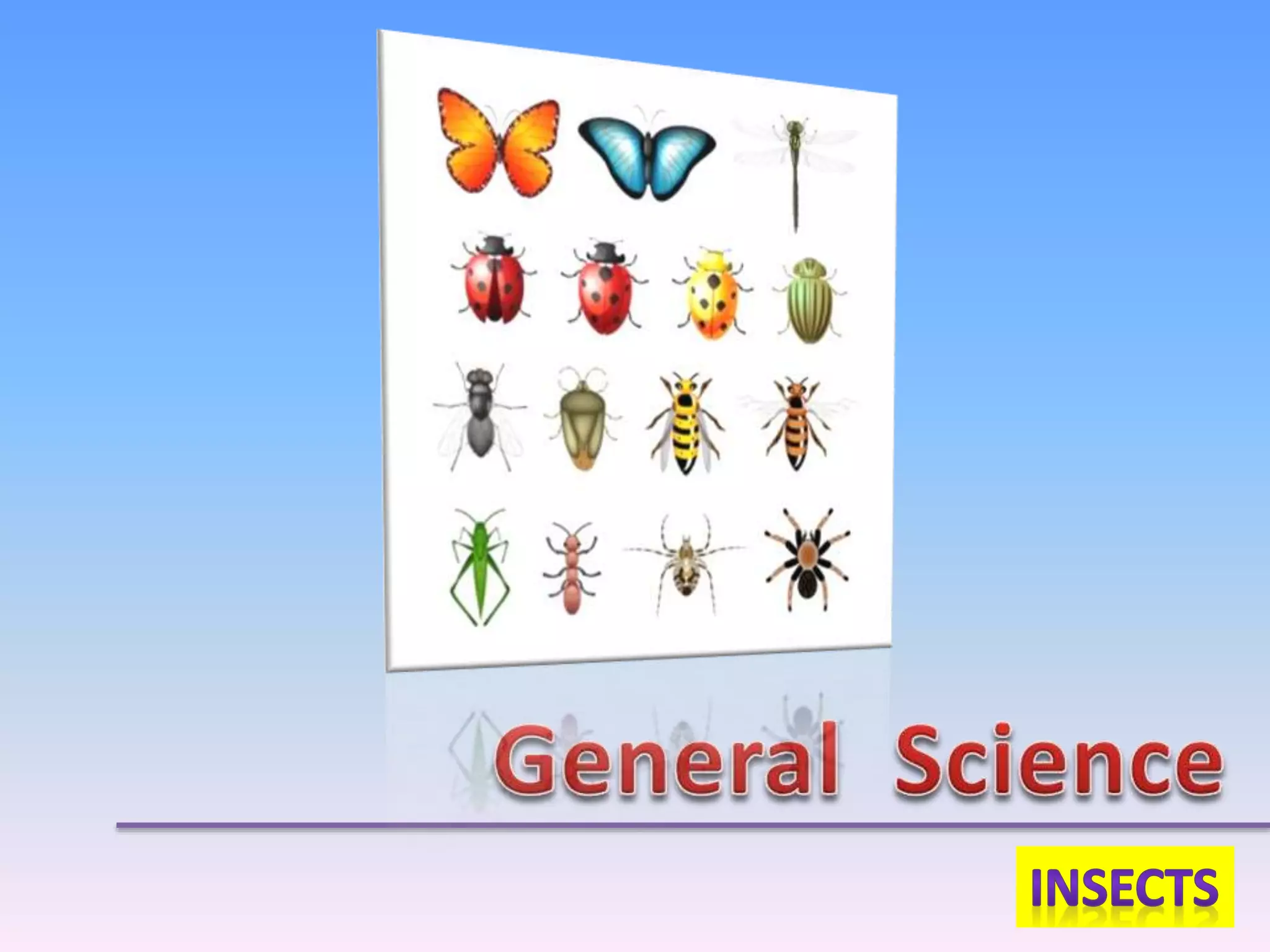 What is an insect | PPTX