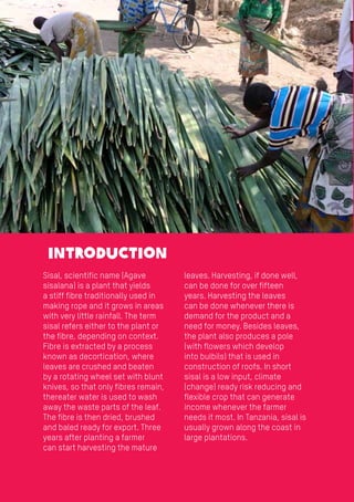 Oxfam TZ - Sisal | PDF