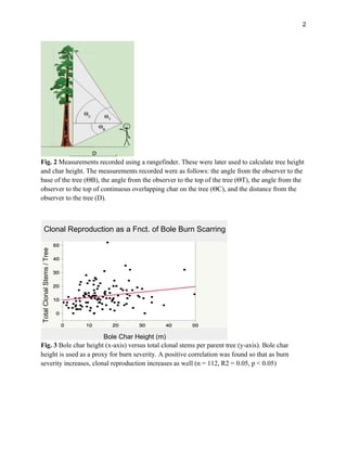Fire Intensity Effects on Coastal Redwood Regeneration | PDF