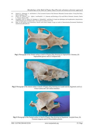 Morphology of the Skull of Pygmy Hog (Porcula Salvanias)-A Forensic ...
