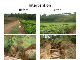 Sorwathe Tea Factory Rwanda | PDF