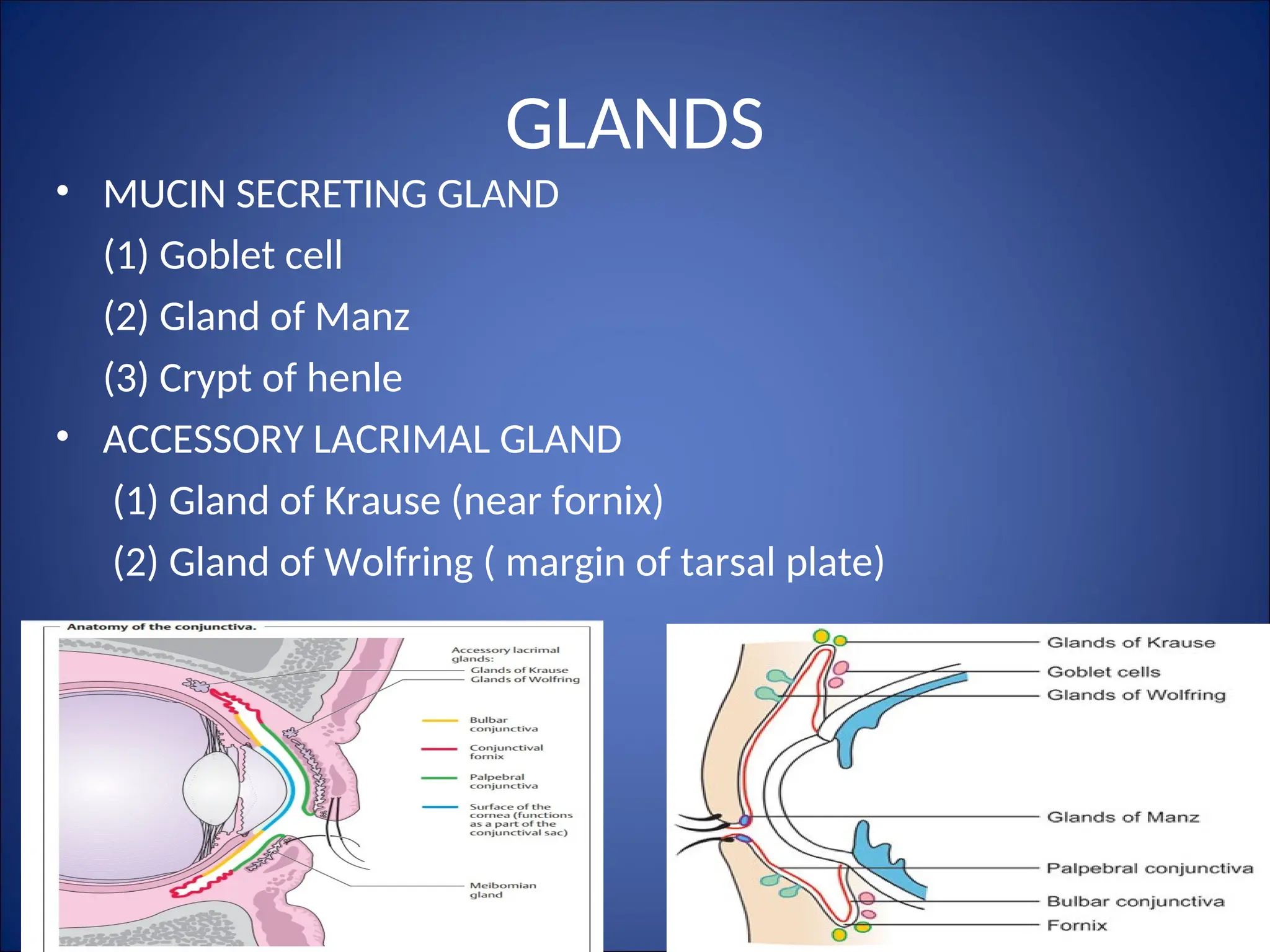 D1 - Applied Anatomy of Conjunctiva & Classification of Conjunctivitis.ppt