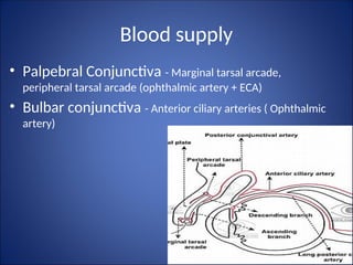 D1 - Applied Anatomy of Conjunctiva & Classification of Conjunctivitis.ppt