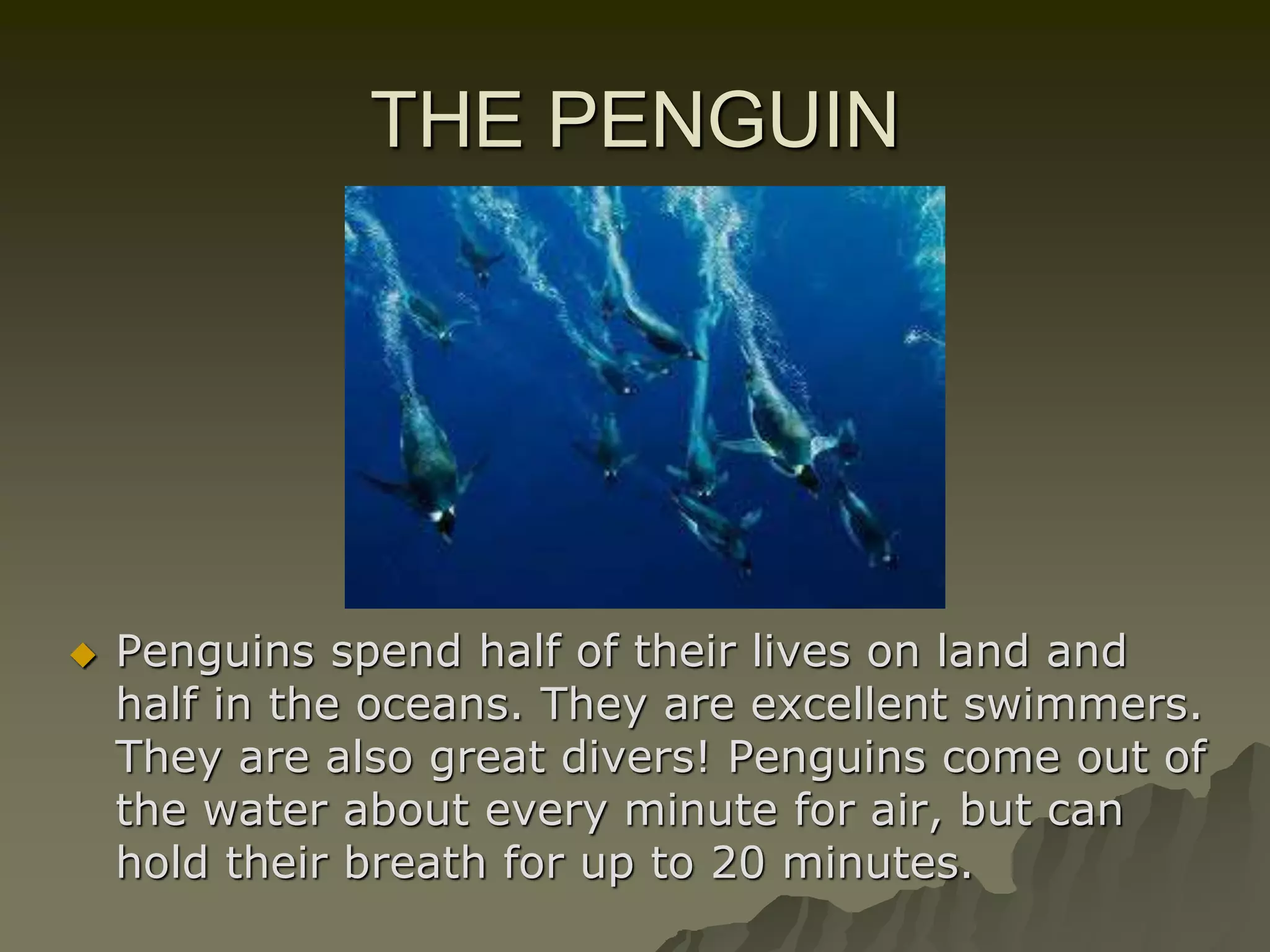 Animals in danger | PPT