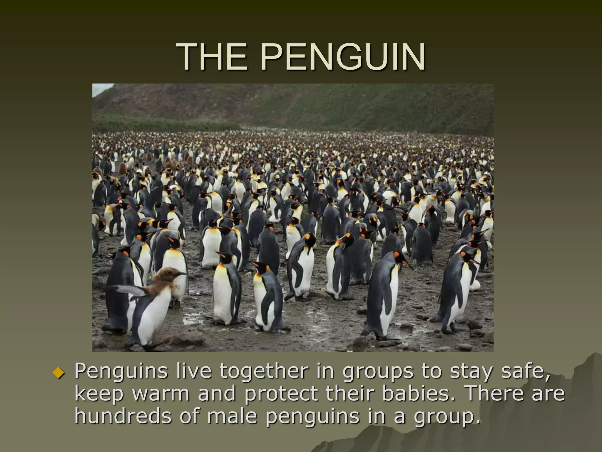 Animals in danger | PPT