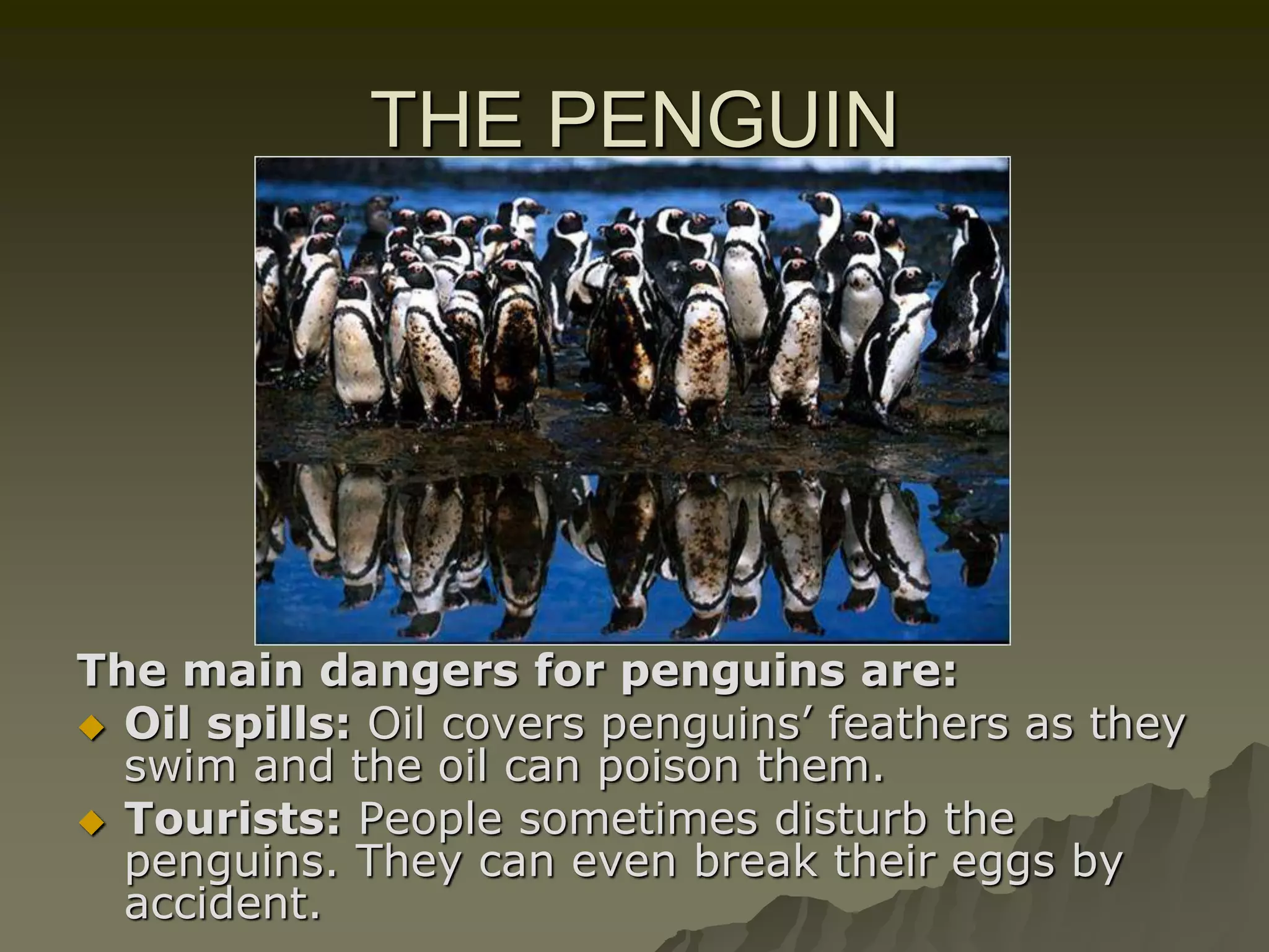 Animals in danger | PPT