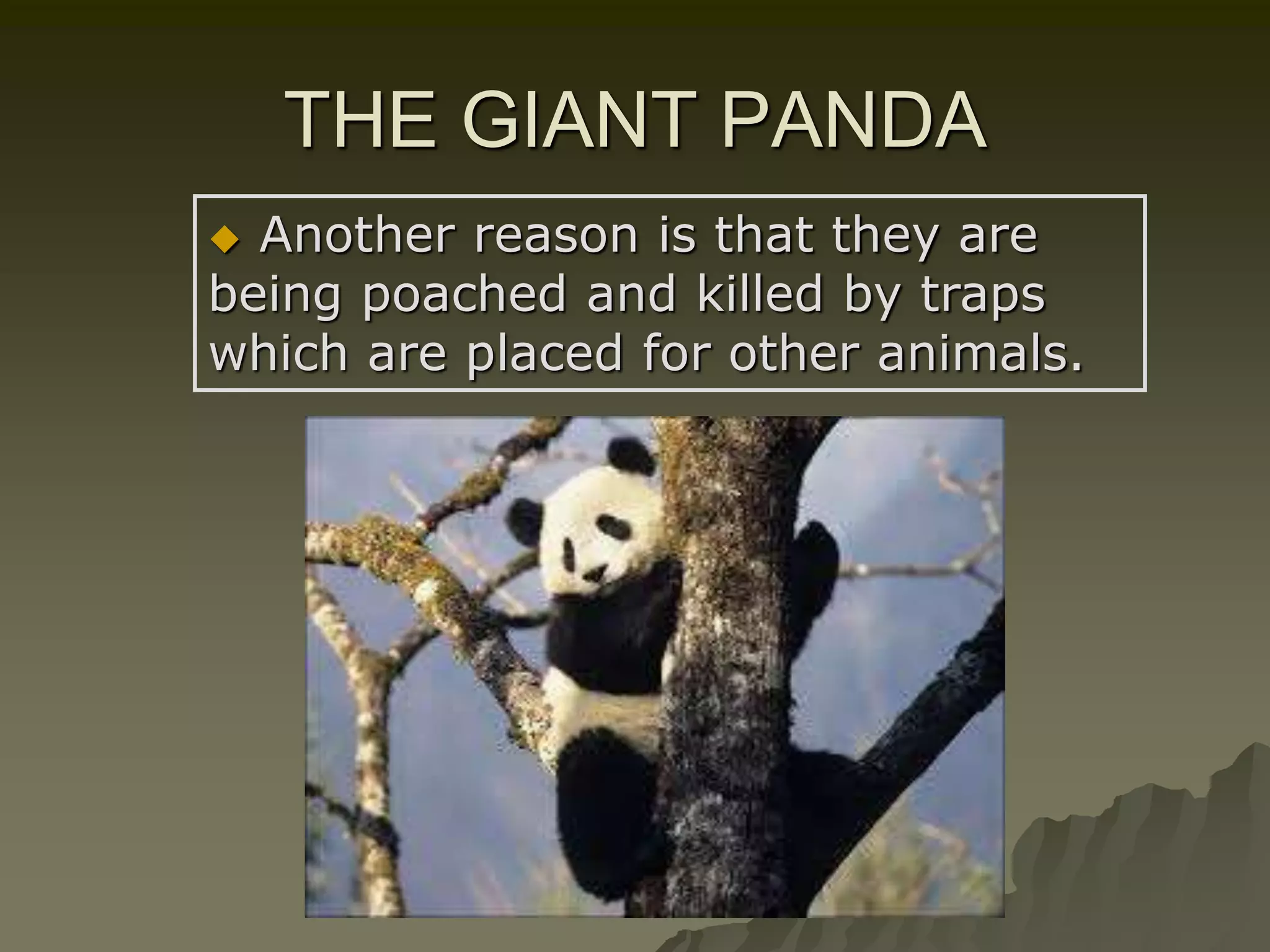 Animals in danger | PPT