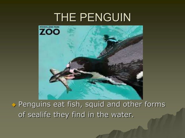 Animals in danger | PPT