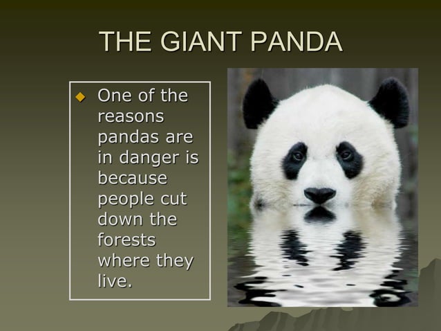 Animals in danger | PPT