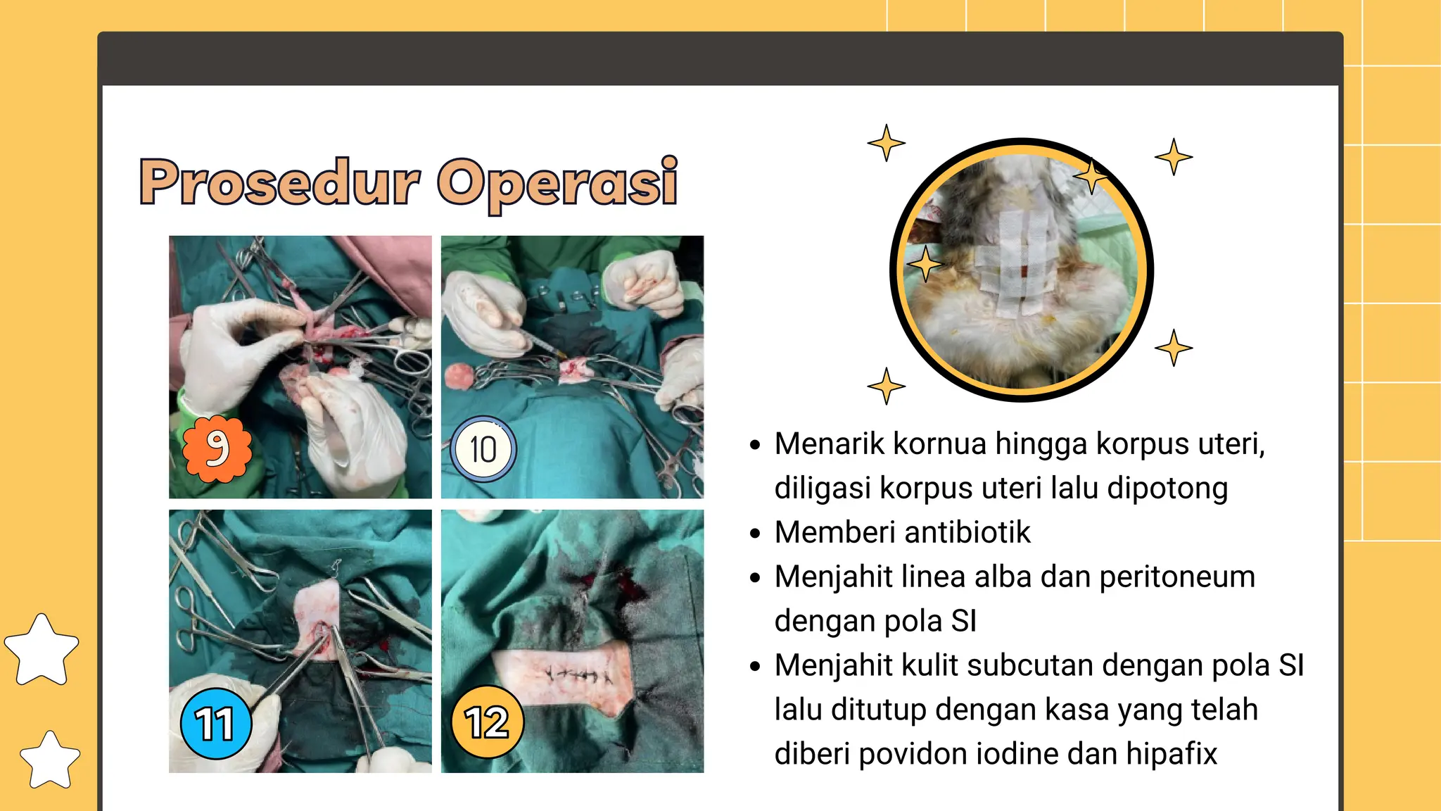 Manajemen Kontrol Ovariohisterektomi pada Kucing | PDF