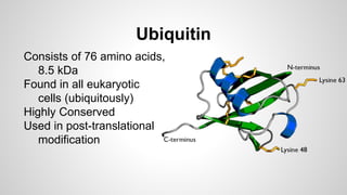 Ubiquitin Presentation- Jacob Patterson | PPTX