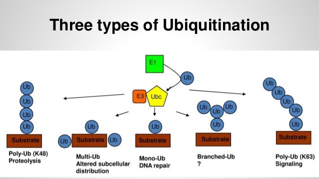Ubiquitin Presentation- Jacob Patterson