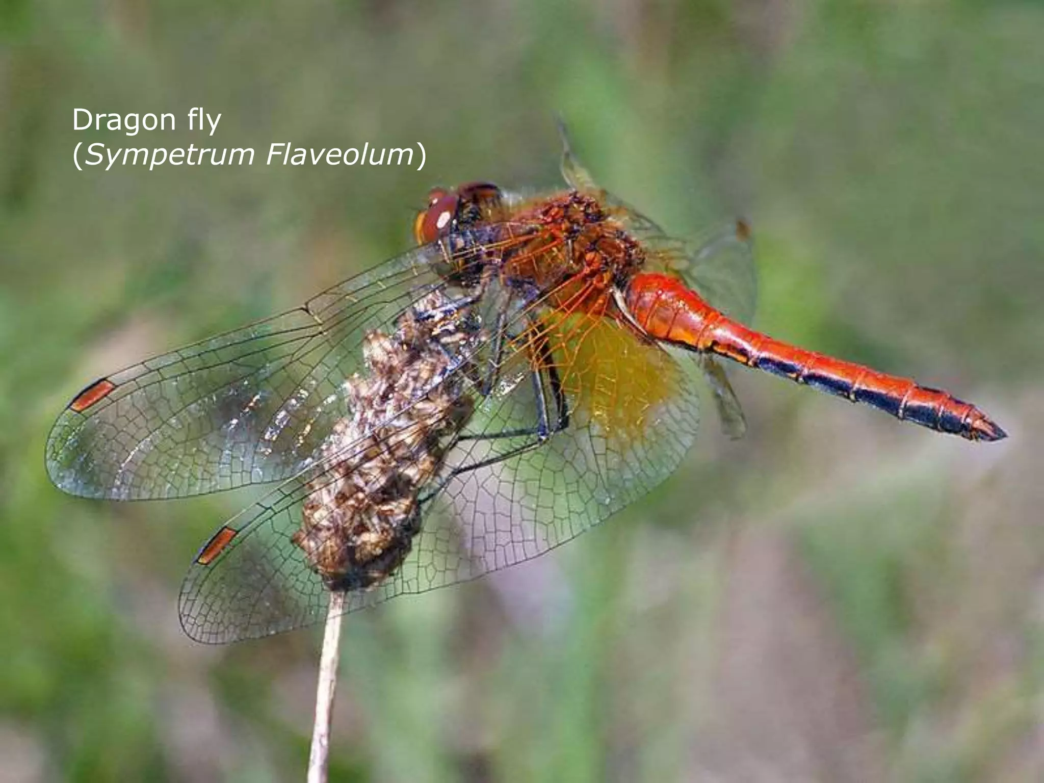 BENEFICIAL INSECTS | PPTX