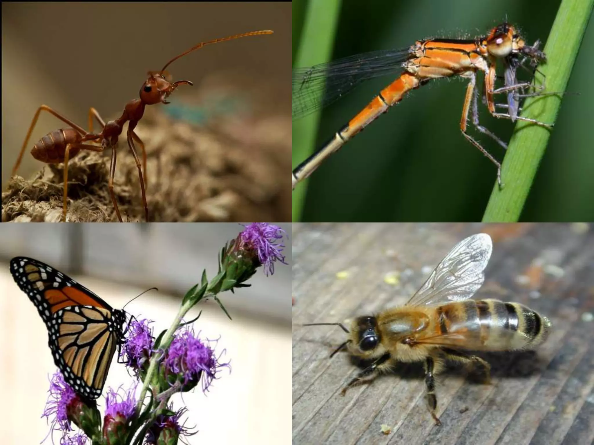 BENEFICIAL INSECTS | PPTX