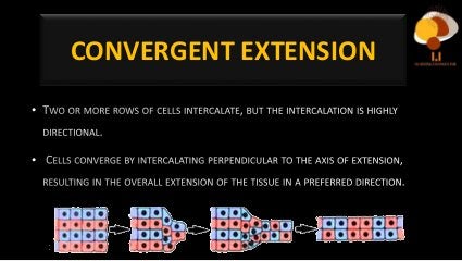 What is convergent extension? What does CONVERGENT EXTENSION mean ...