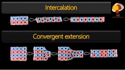What is convergent extension? What does CONVERGENT EXTENSION mean ...