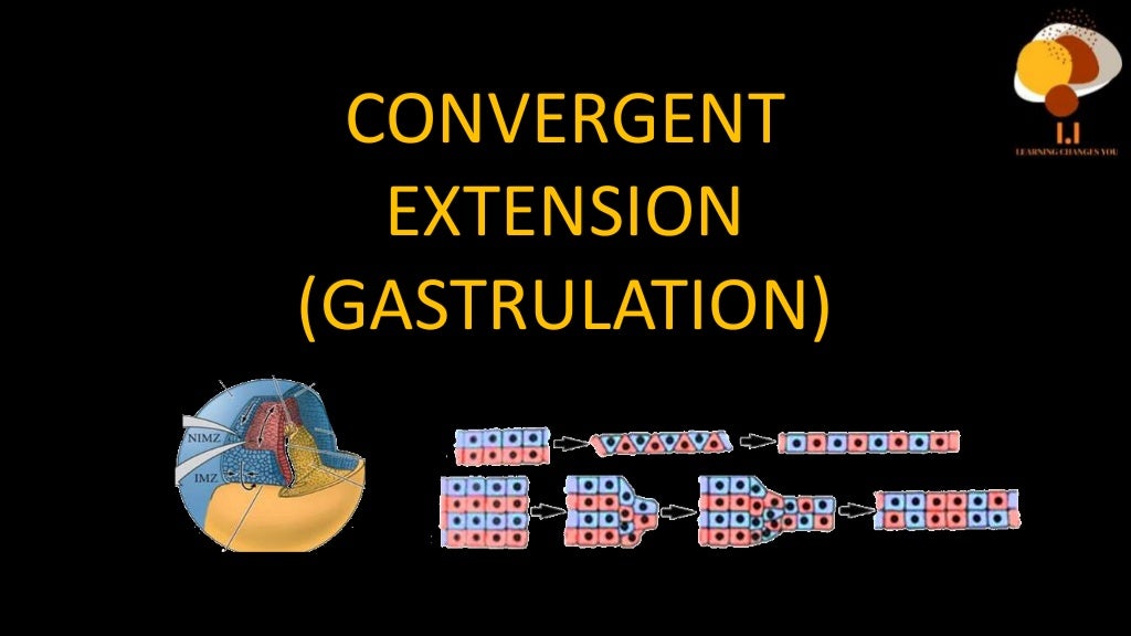 What is convergent extension? What does CONVERGENT EXTENSION mean ...