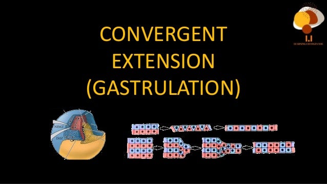 What is convergent extension? What does CONVERGENT EXTENSION mean ...