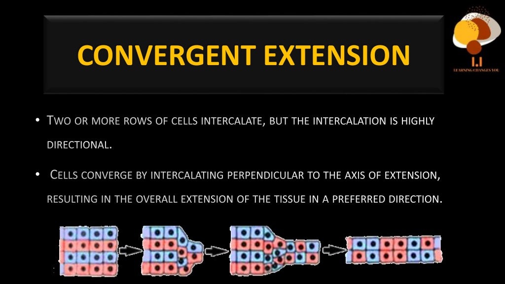What is convergent extension? What does CONVERGENT EXTENSION mean ...