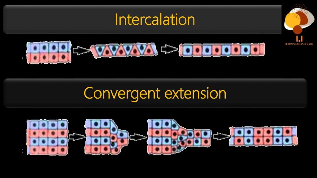 What is convergent extension? What does CONVERGENT EXTENSION mean ...