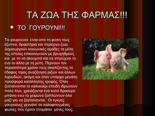 ΤΑ ΖΩΑ | PPT