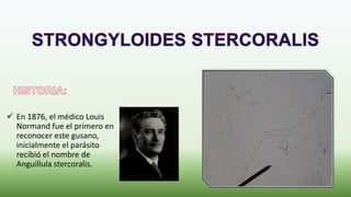 Strongyloides | PPTX