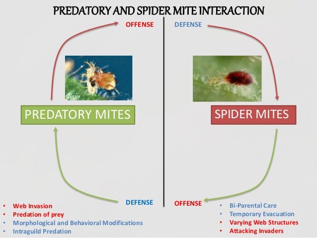 Predatory and Spider mite interaction