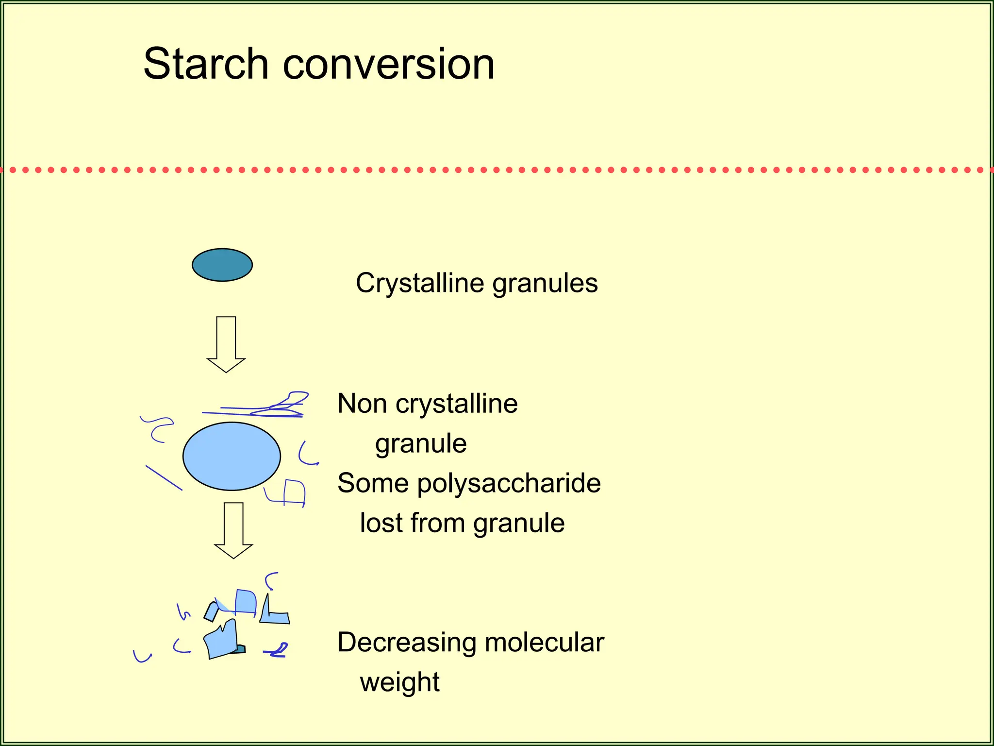 Starch conversion, gelatinization, processing | PPT