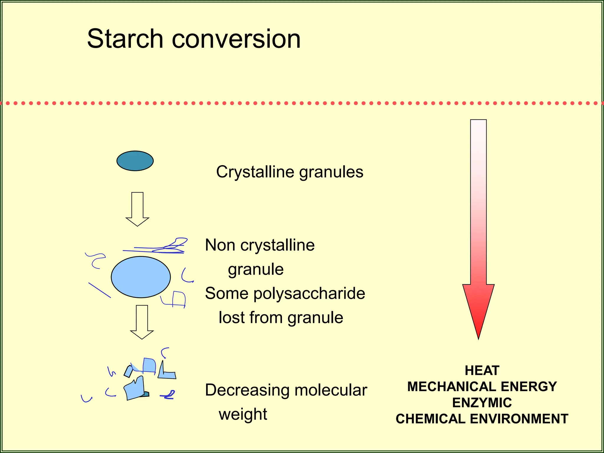 Starch conversion, gelatinization, processing | PPT