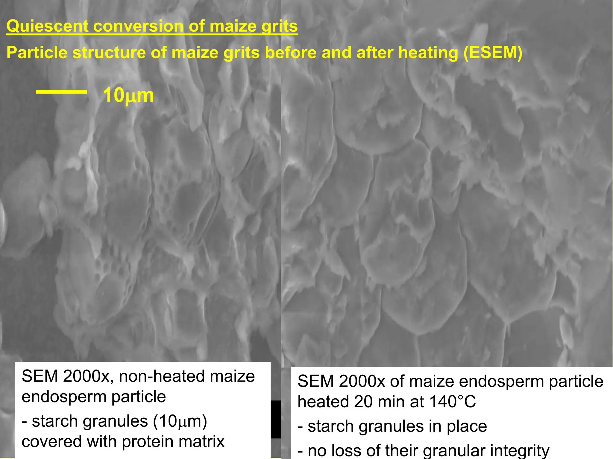 Starch conversion, gelatinization, processing | PPT | Chemistry | Science