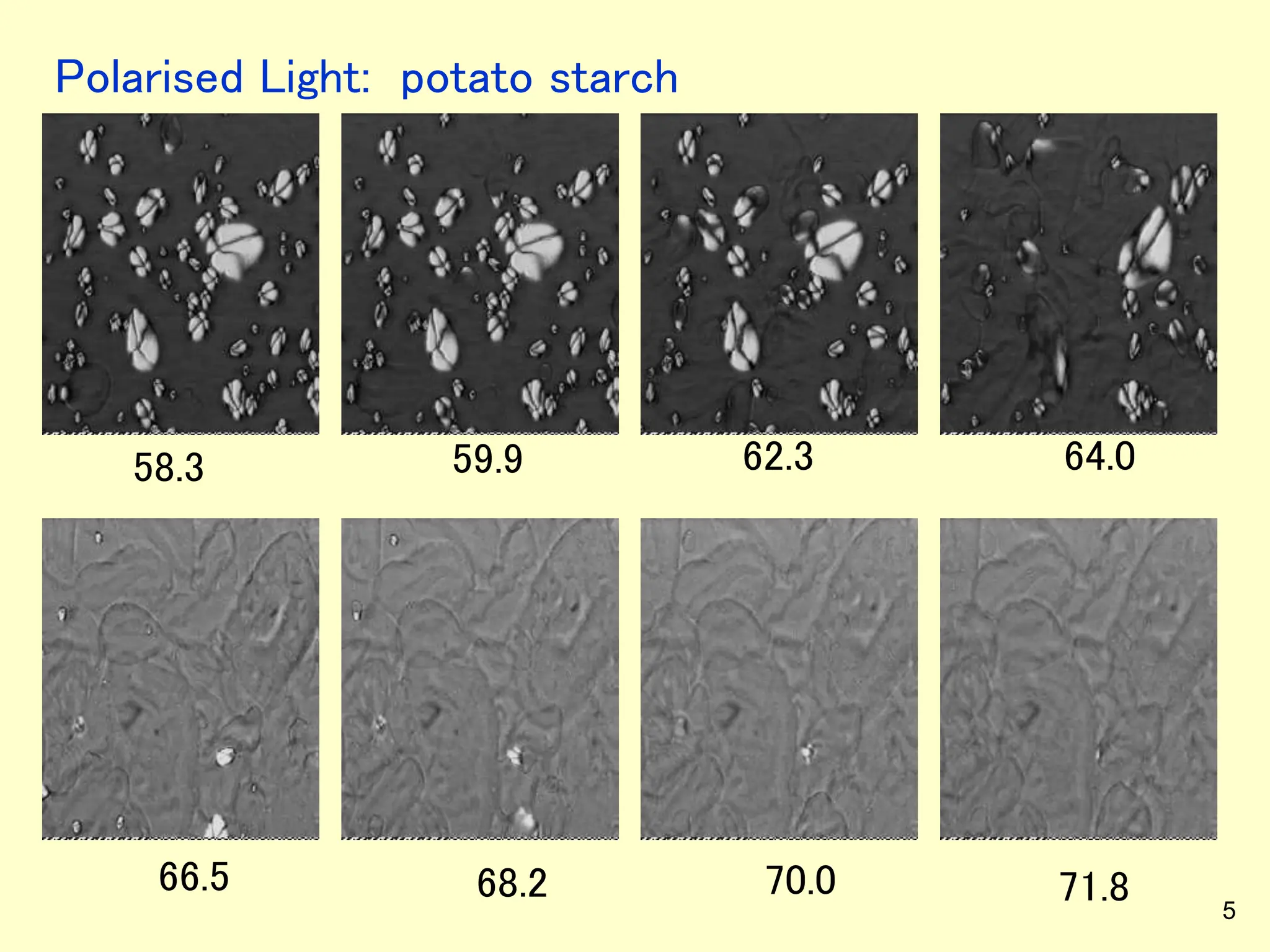 Starch conversion, gelatinization, processing | PPT