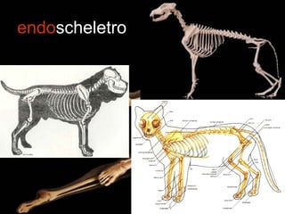 scheletri comparati | PPT
