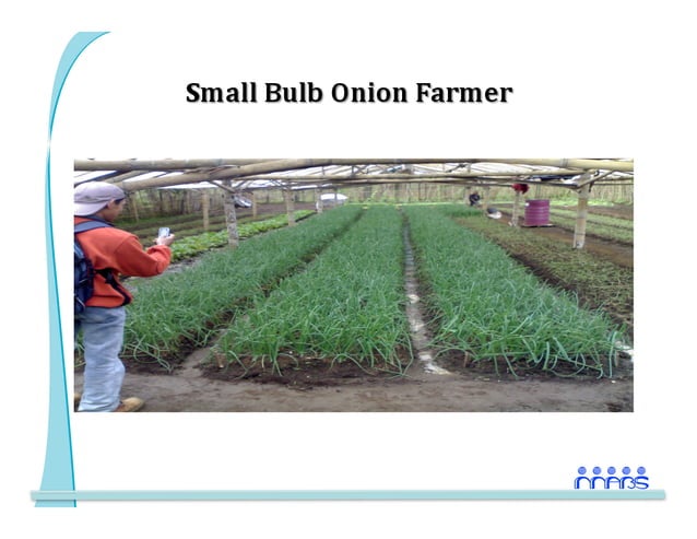 NRT 2011: Vegetable Value Chain - NorMinVeggies in Mindanao | PDF