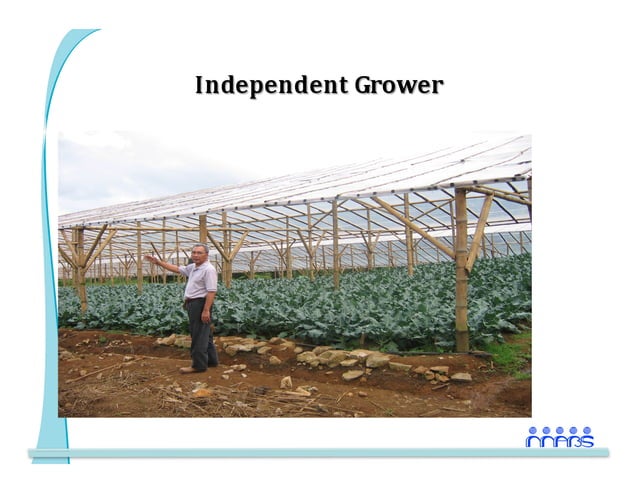 NRT 2011: Vegetable Value Chain - NorMinVeggies in Mindanao | PDF