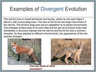 D2 species and speciation | PPTX