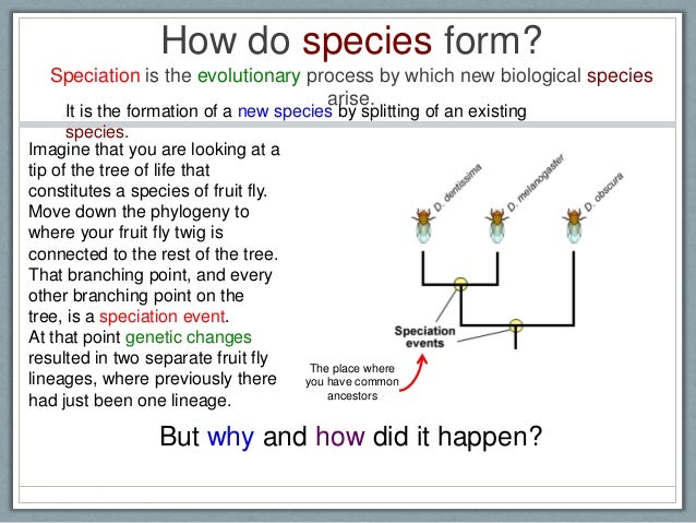 D2 species and speciation