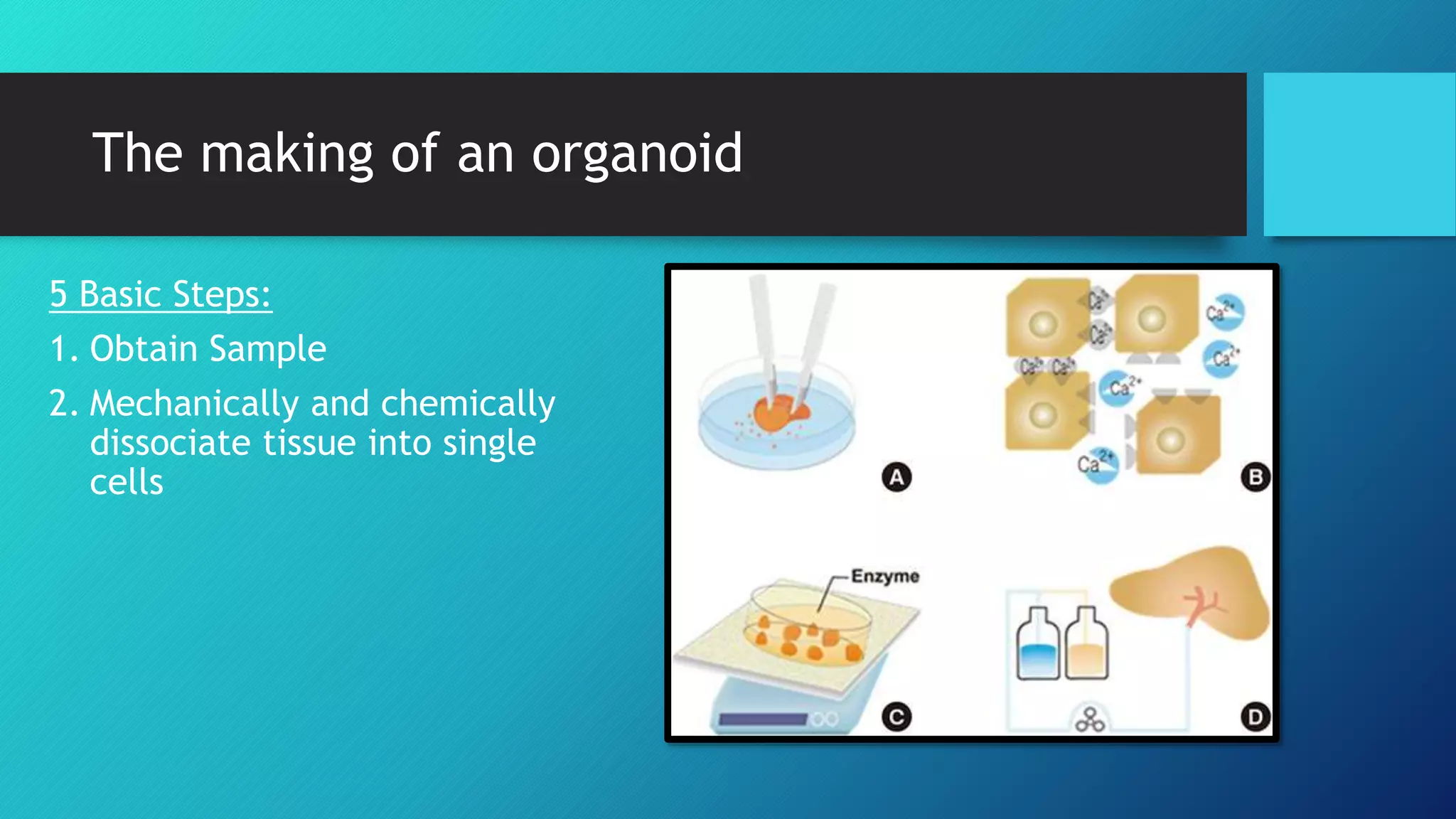 OrganoidPresentation | PPTX