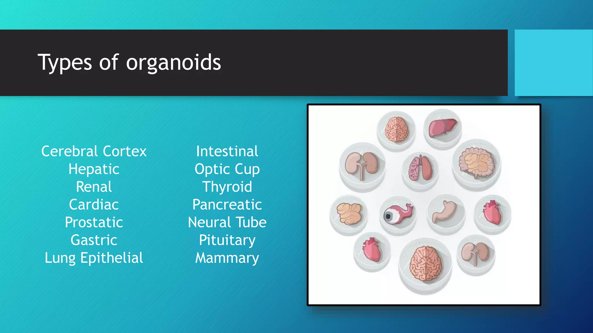 OrganoidPresentation | PPTX