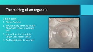 OrganoidPresentation | PPTX
