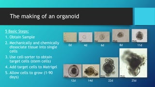 OrganoidPresentation | PPTX