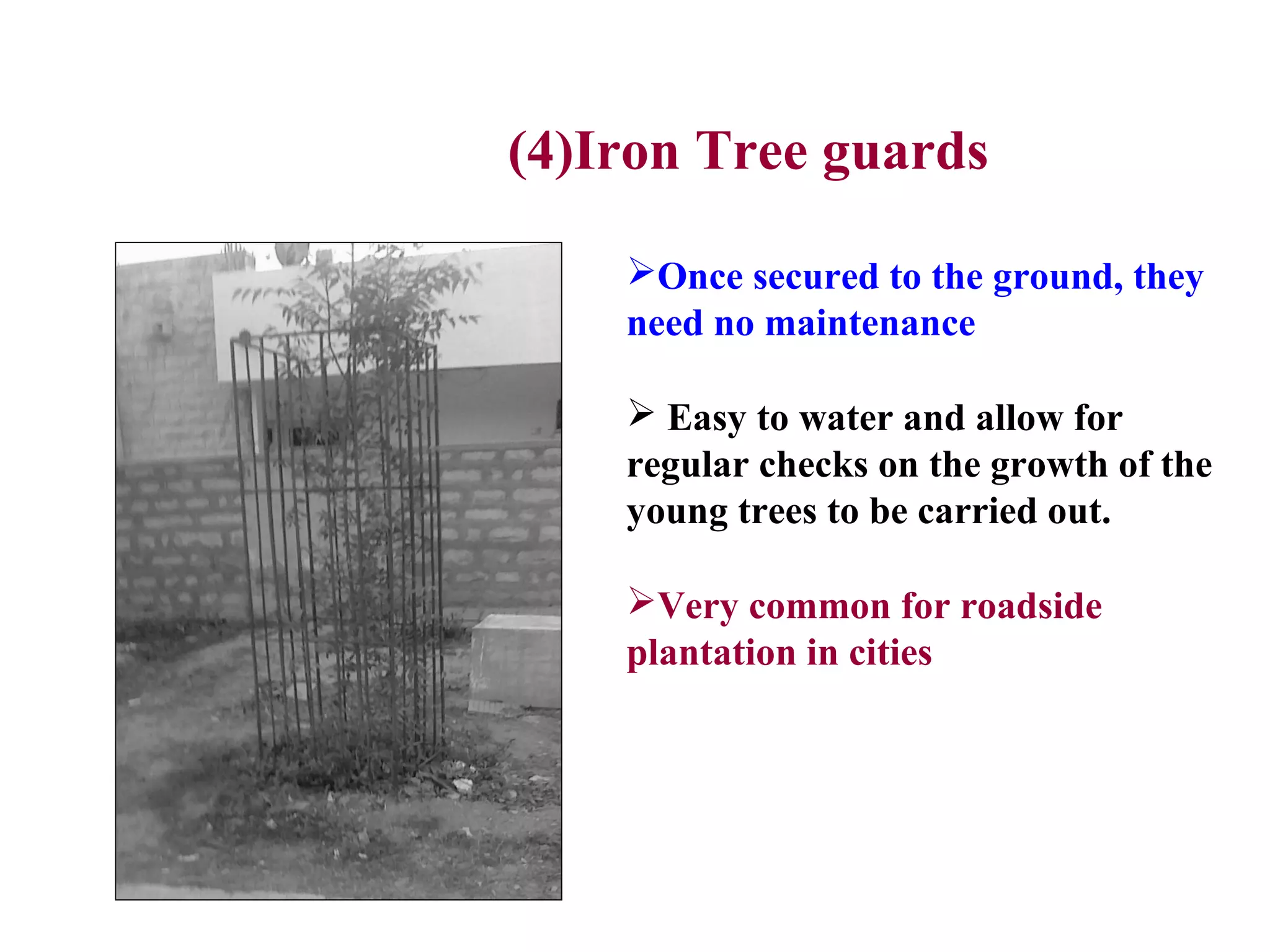Tree sapling plantation and protection | PPT