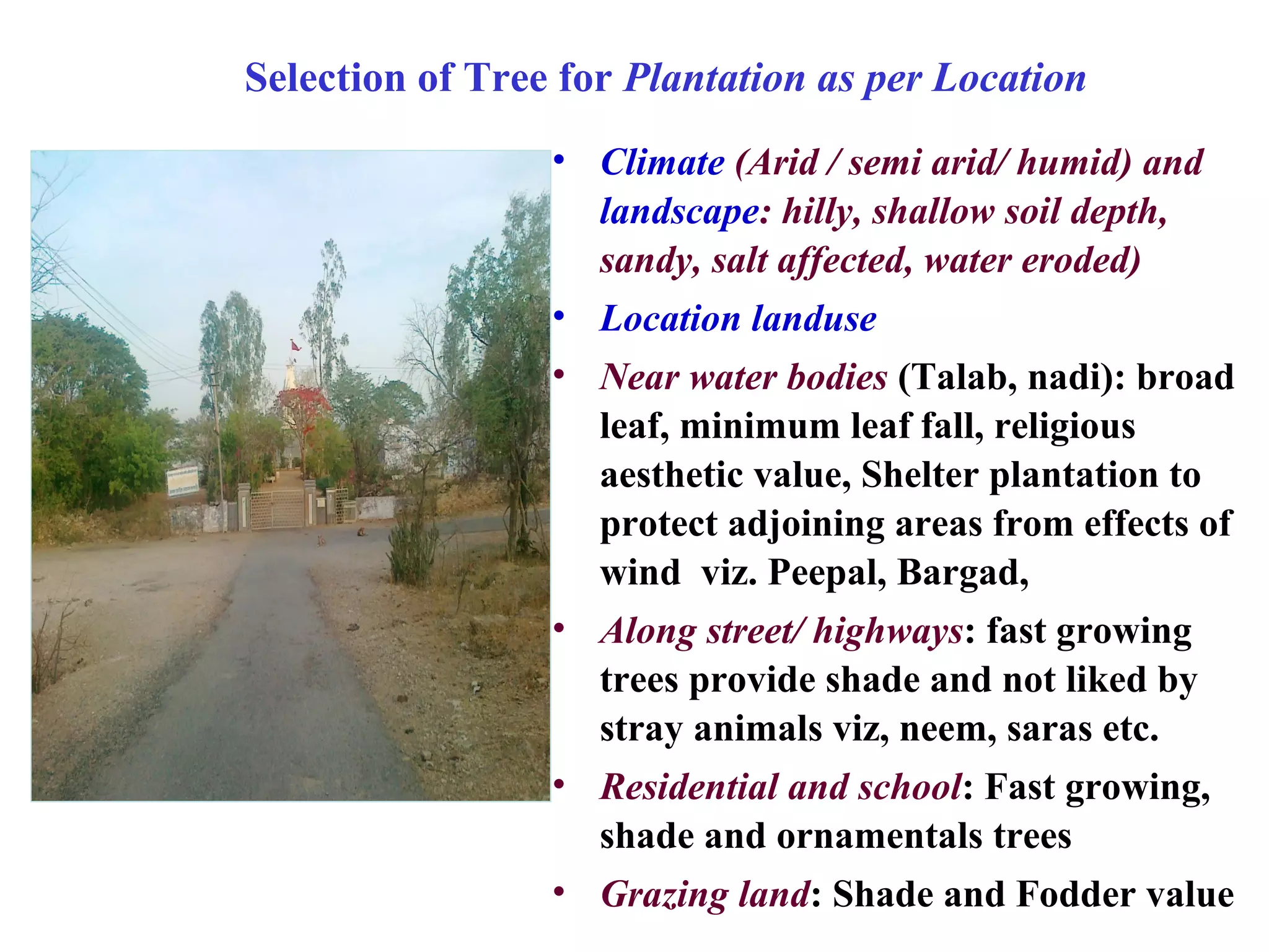 Tree sapling plantation and protection | PPT
