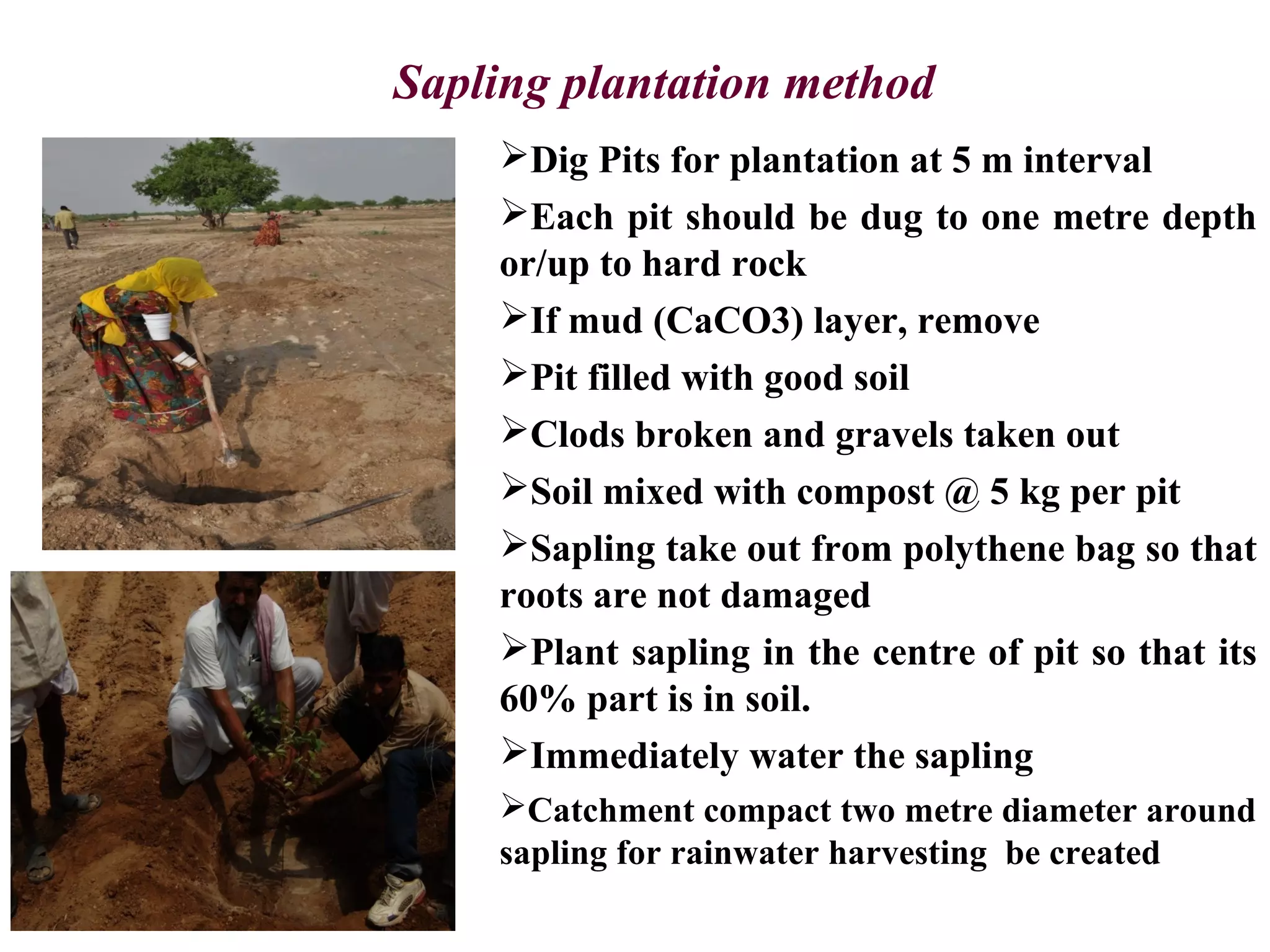 Tree sapling plantation and protection | PPT