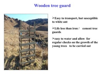 Tree sapling plantation and protection | PPT