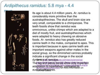D3 human evolution | PPT