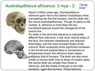 D3 human evolution | PPT