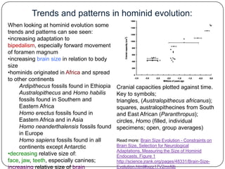D3 human evolution | PPT