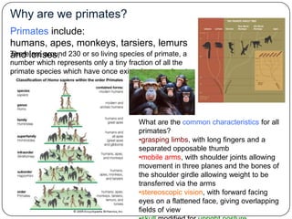D3 human evolution | PPT