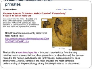 D3 human evolution | PPT